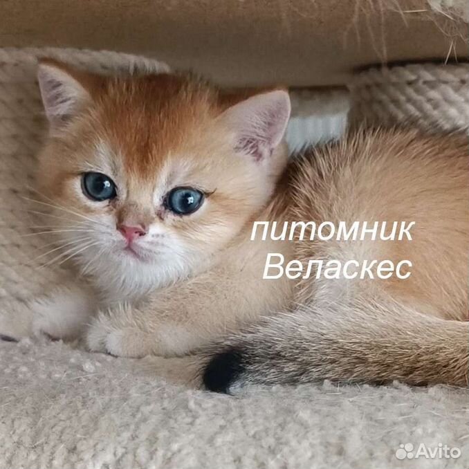 Элитный золотой британчик