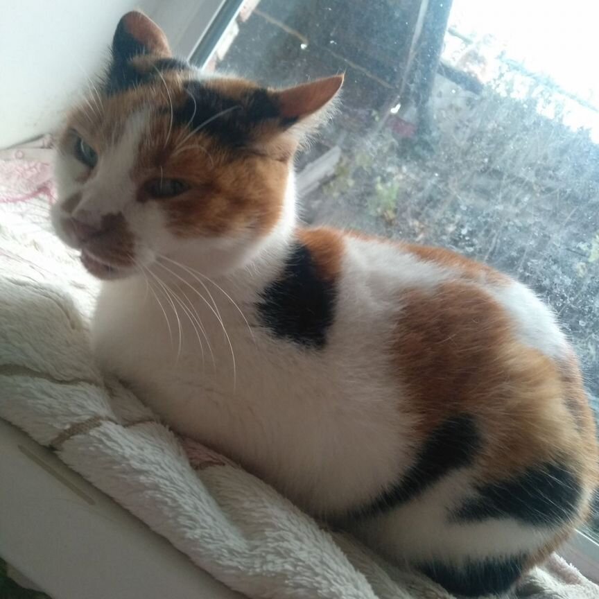 Иван да Марья