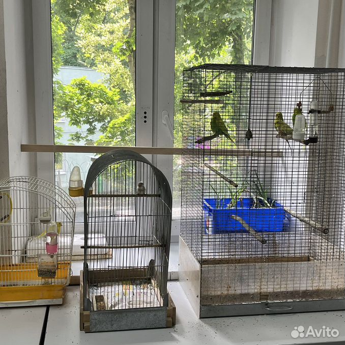 Попугаи,кенар, амадина, в добрые руки