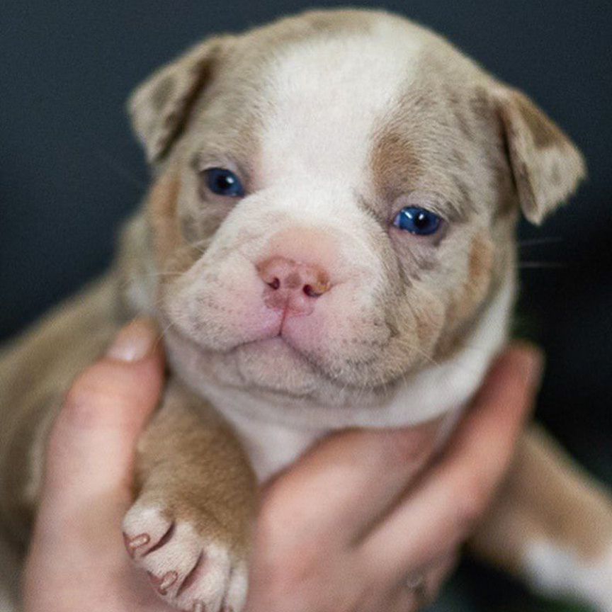 Щенки американского булли мерль