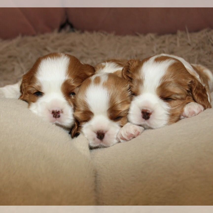 Кавалер кинг чарльз спаниель