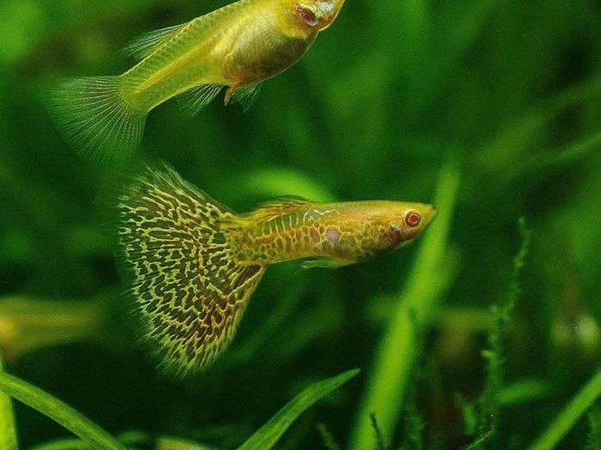 Аквариумные рыбки гуппи