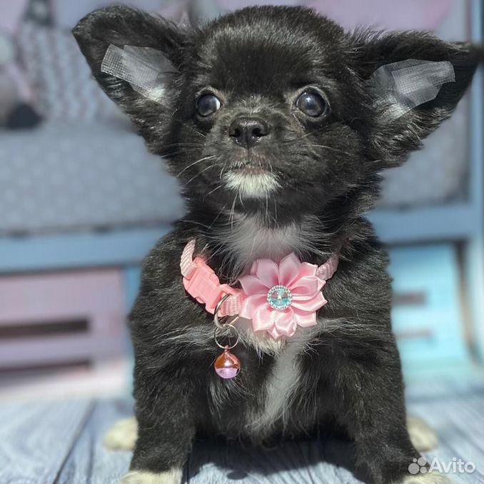 Чихуахуа, дш мальчик