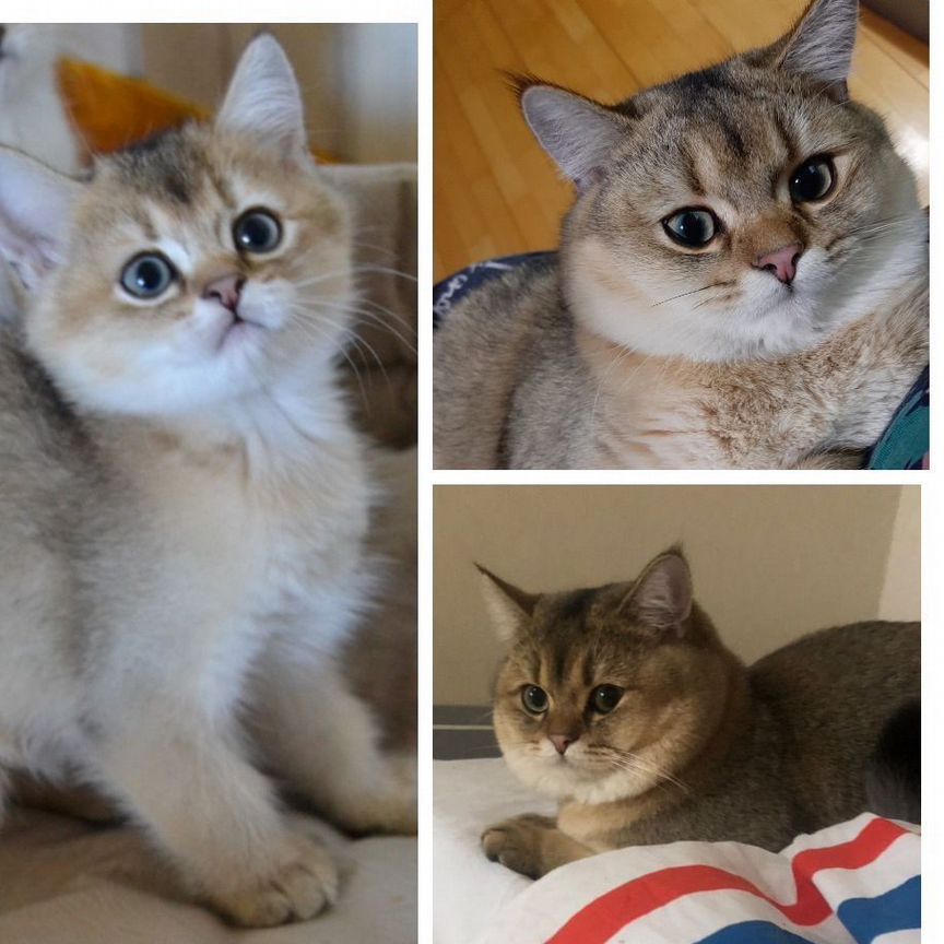 Шотландская вислоухая длинношёрстная, взрослая кошка