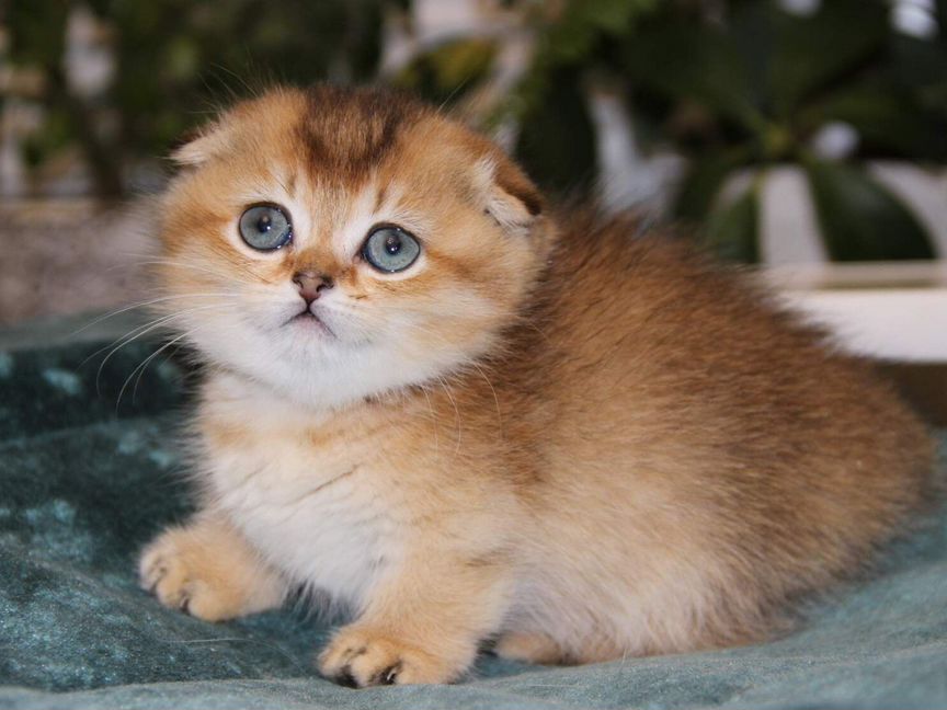 Мальчик скоттиш килт