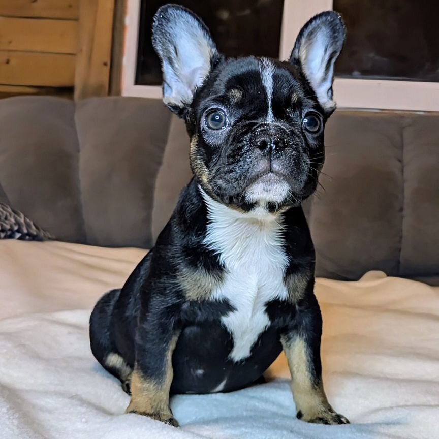 Девочка французик с изумрудными глазами