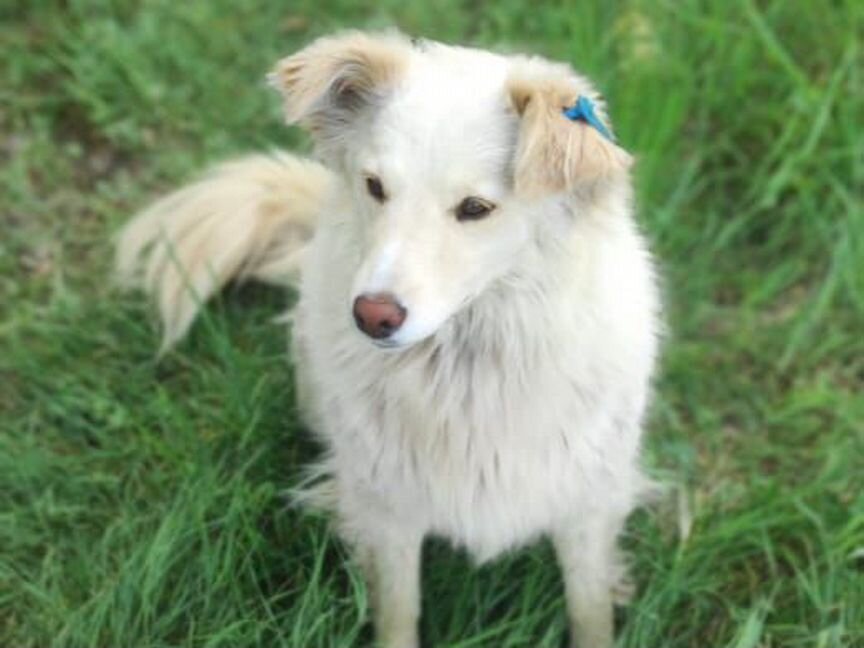 Собачки в добрые руки