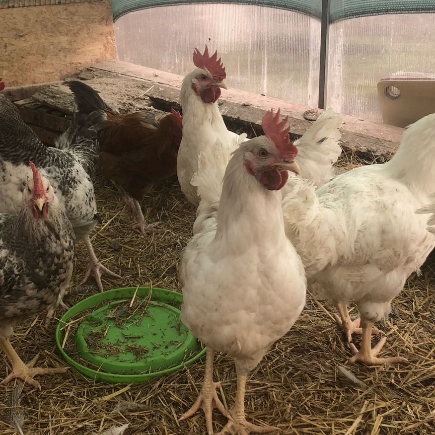 Домашняя птица