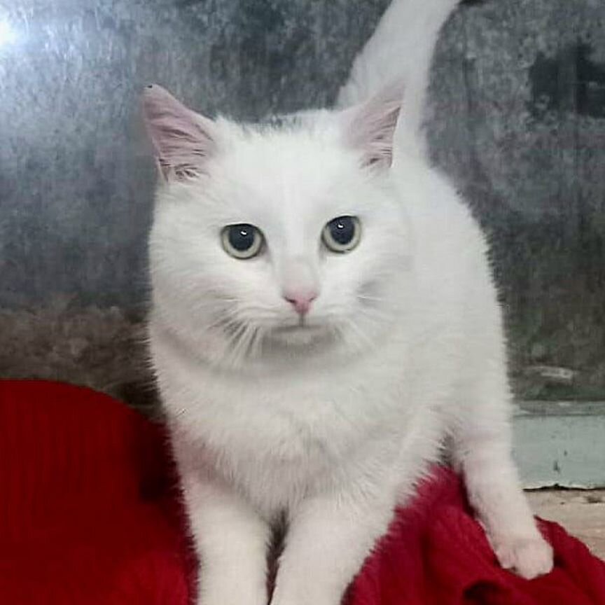 Кефирчик для здоровья