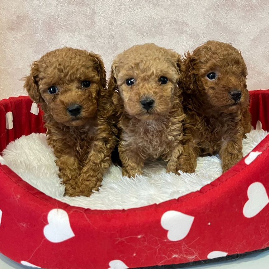 Пудель, щенок