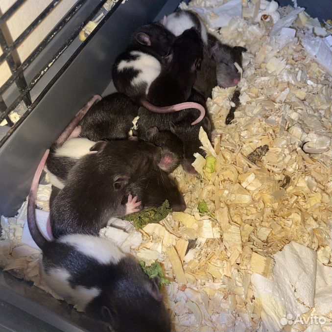 Декоративные крысята