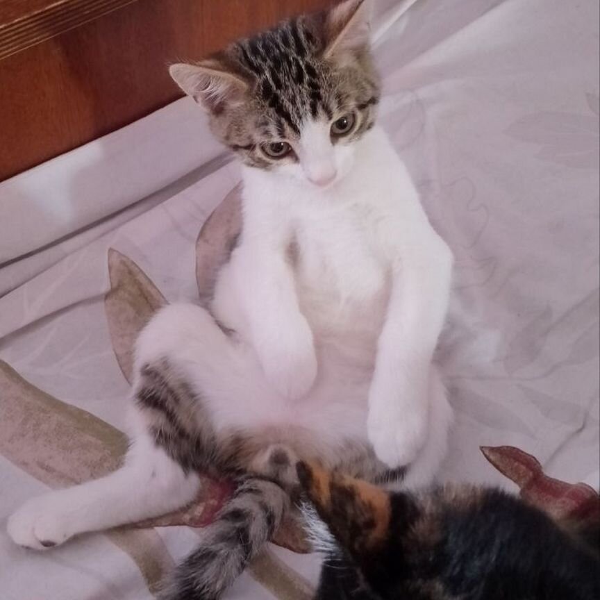 Отдам котика в добрые руки