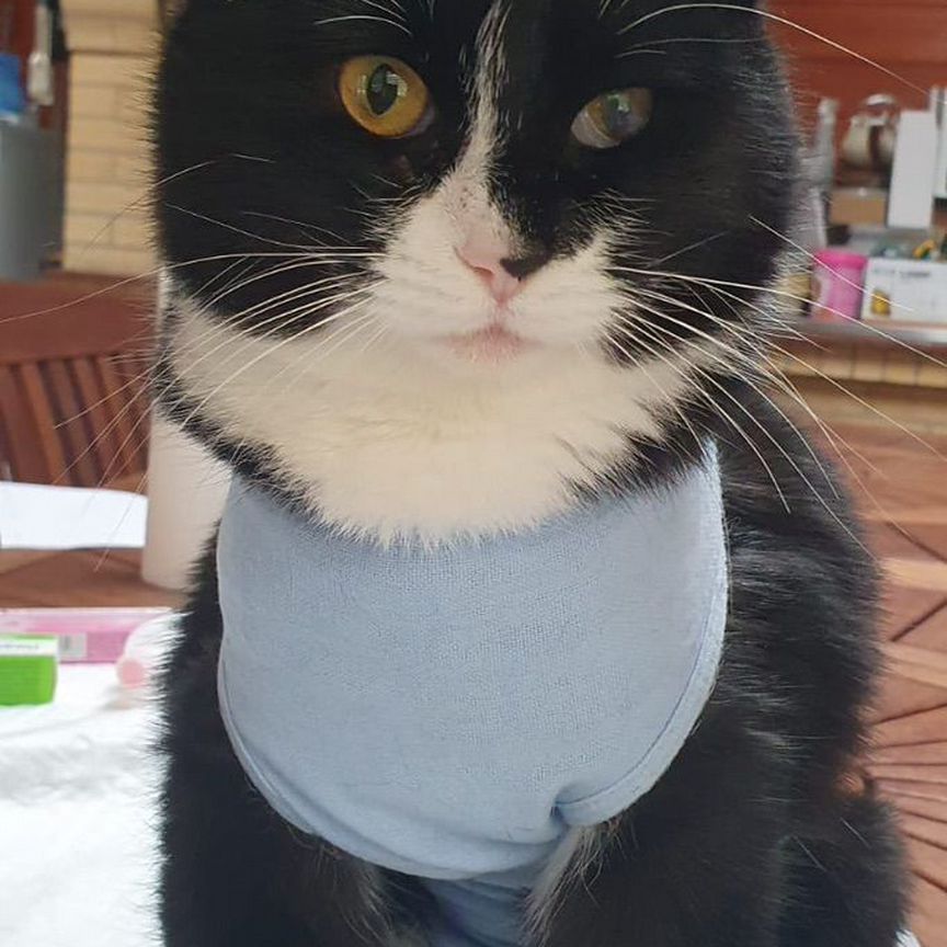 Кошечка Алиса