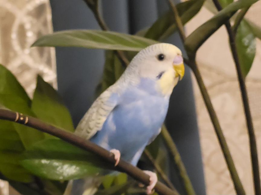 Птенцы волнистый попугай