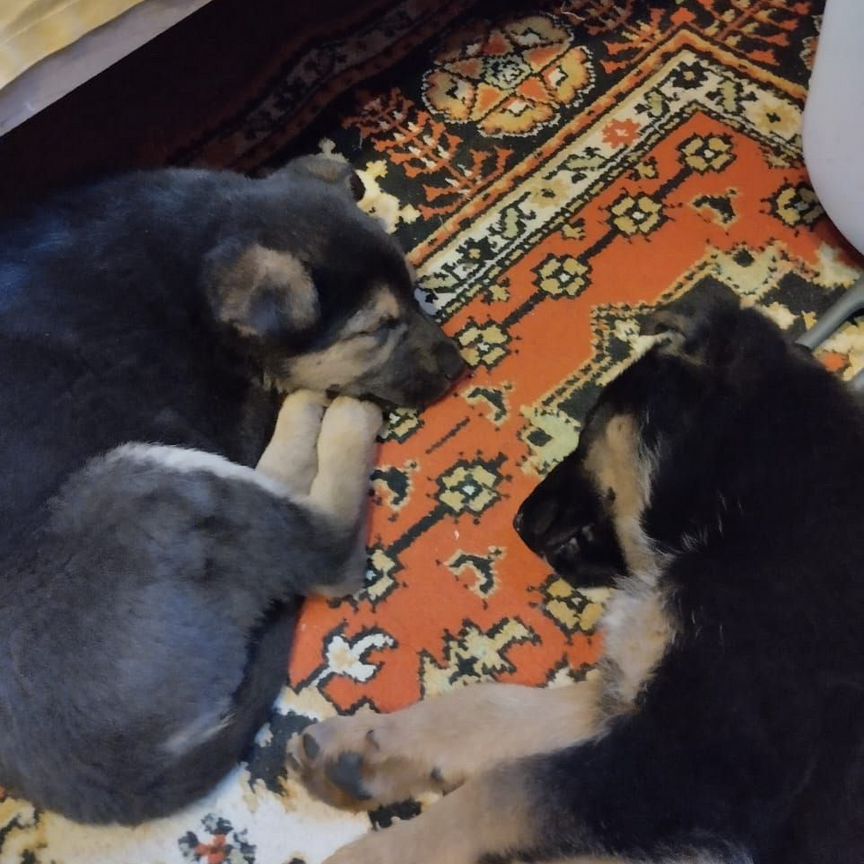 Щенки в добрые руки