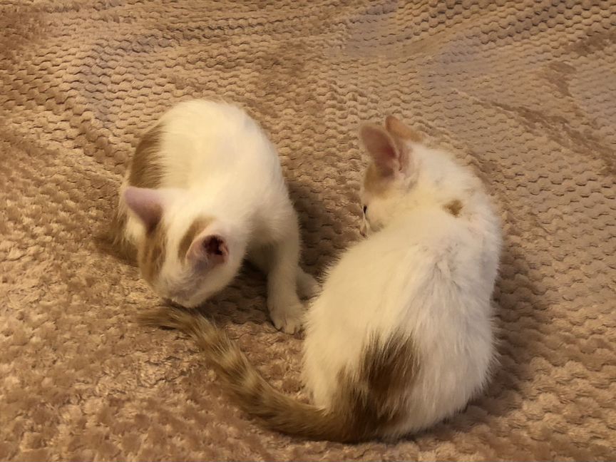 Бело-рыжие котята 2,5 месяца