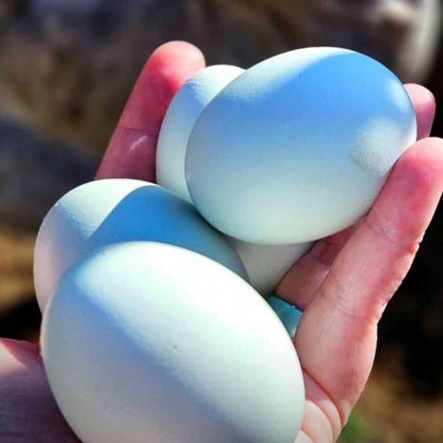 Куры молодки амераукана