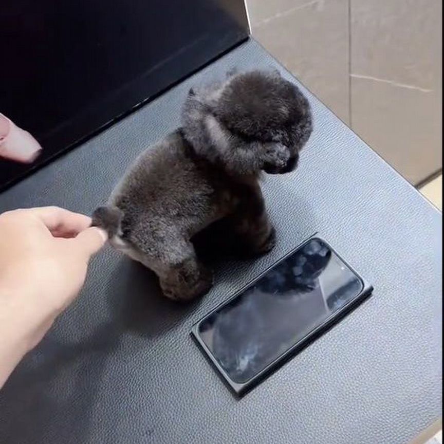 Той-пудель мини Китай