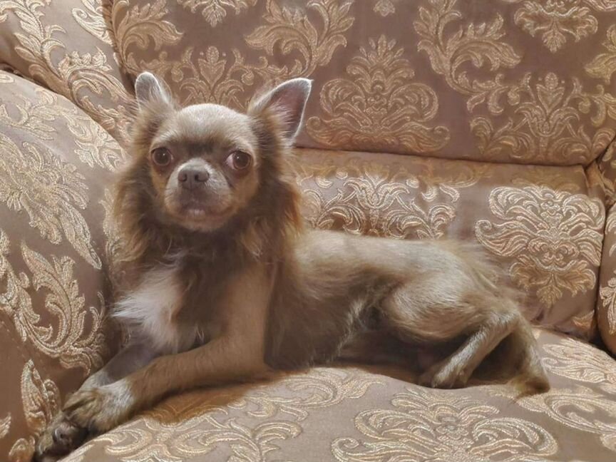 Супер мини чихуахуа