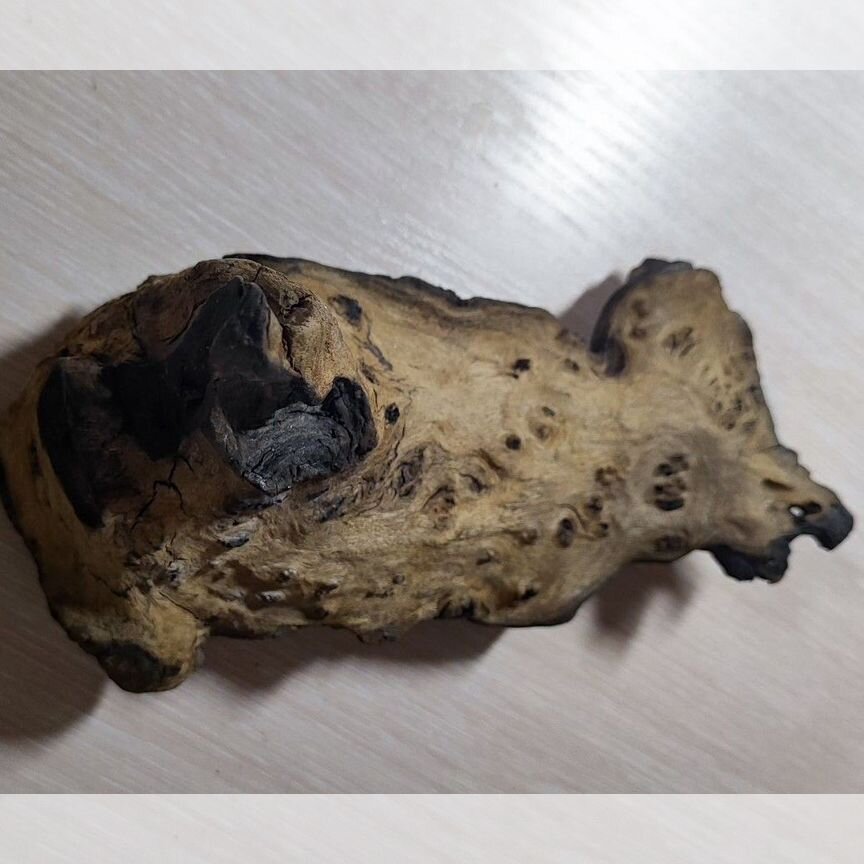 Продам декорацию для аквариума мангровое дерево