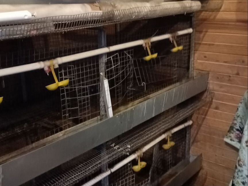 Клетки для кур