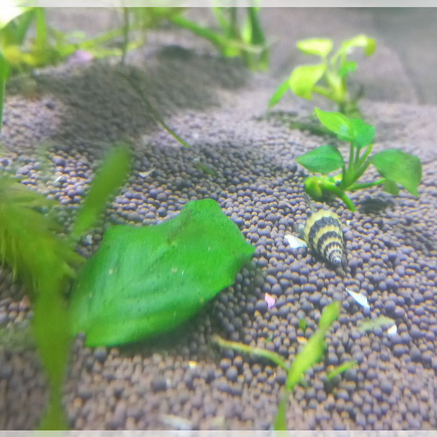 Улитка хелена