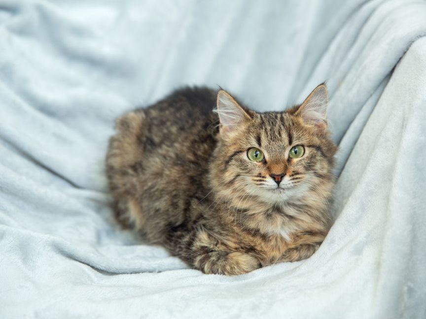Котик Шустрик