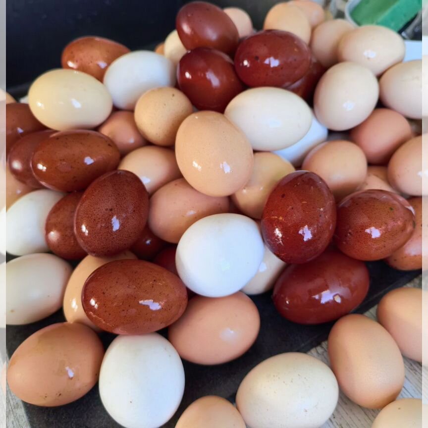 Яйца кур на инкубацию