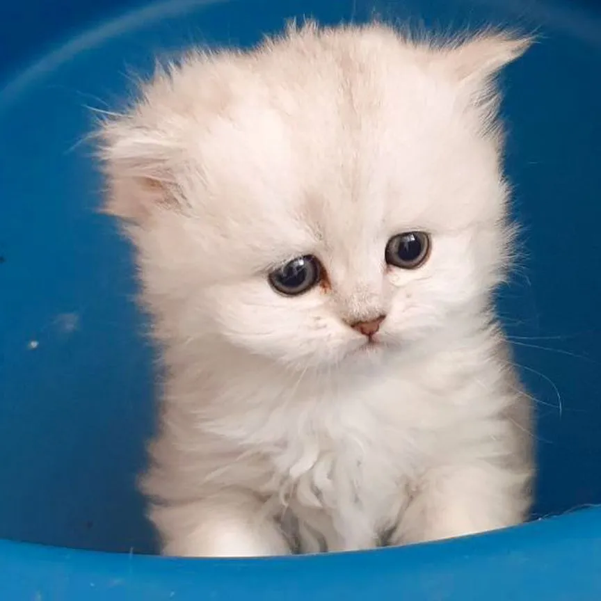 Котята серебристой шиншиллы