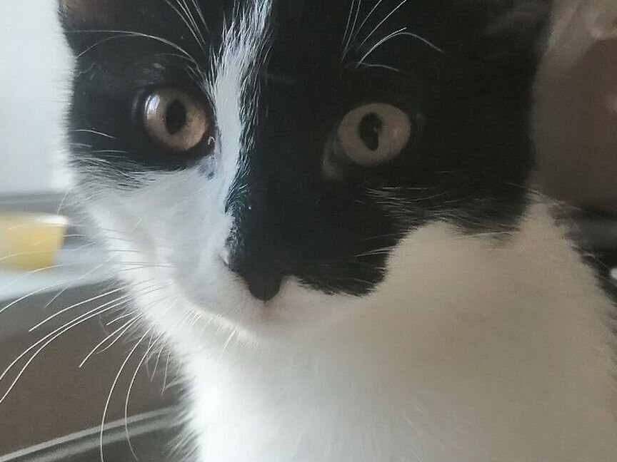 Отдам кошечку