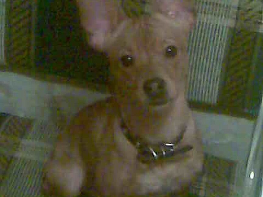 Маленькя гладко шерстная собачка типа пинчера, той