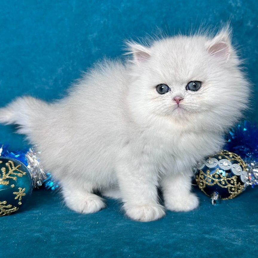 Персидский котёнок