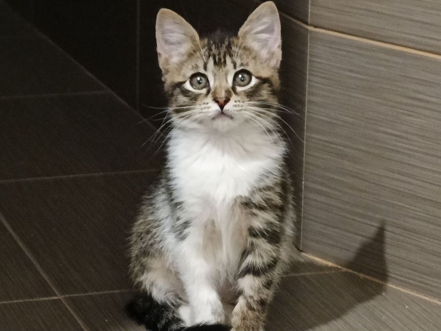 Котëнок, девочка, 2,5 мес