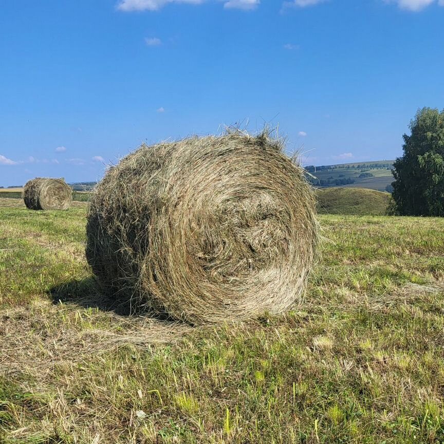 Сено в рулонах