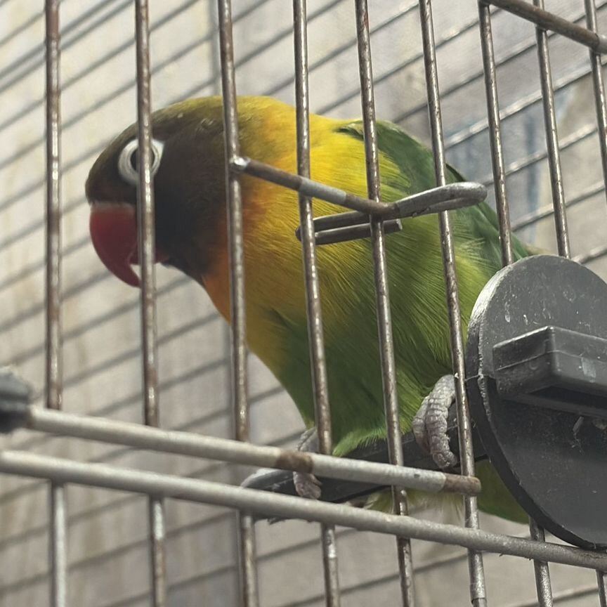 Попугай неразлучники с клеткой