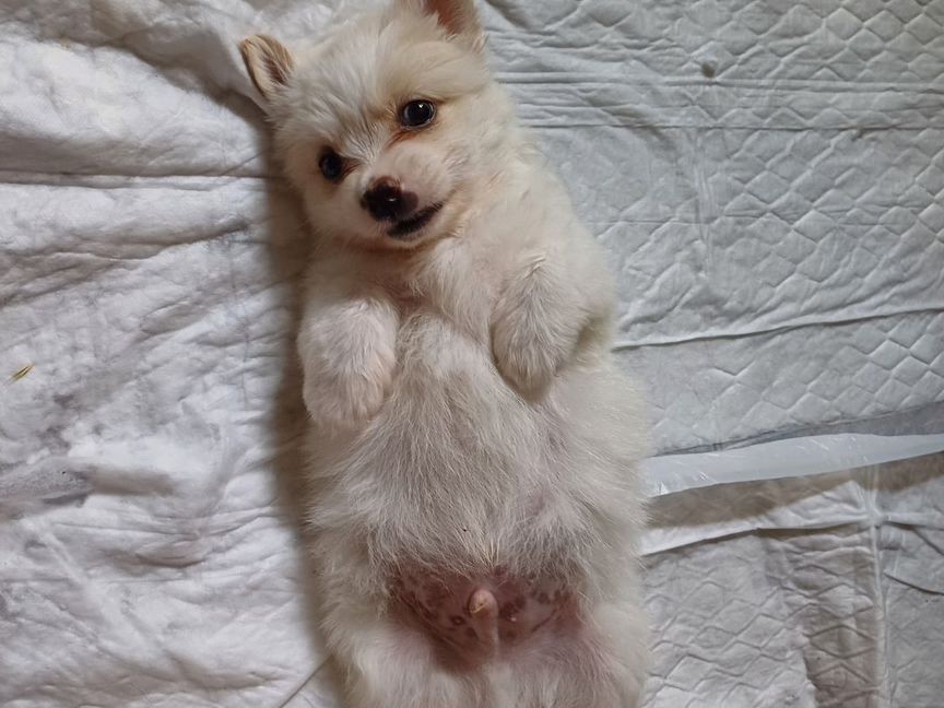 Маленькая собака шпиц белый