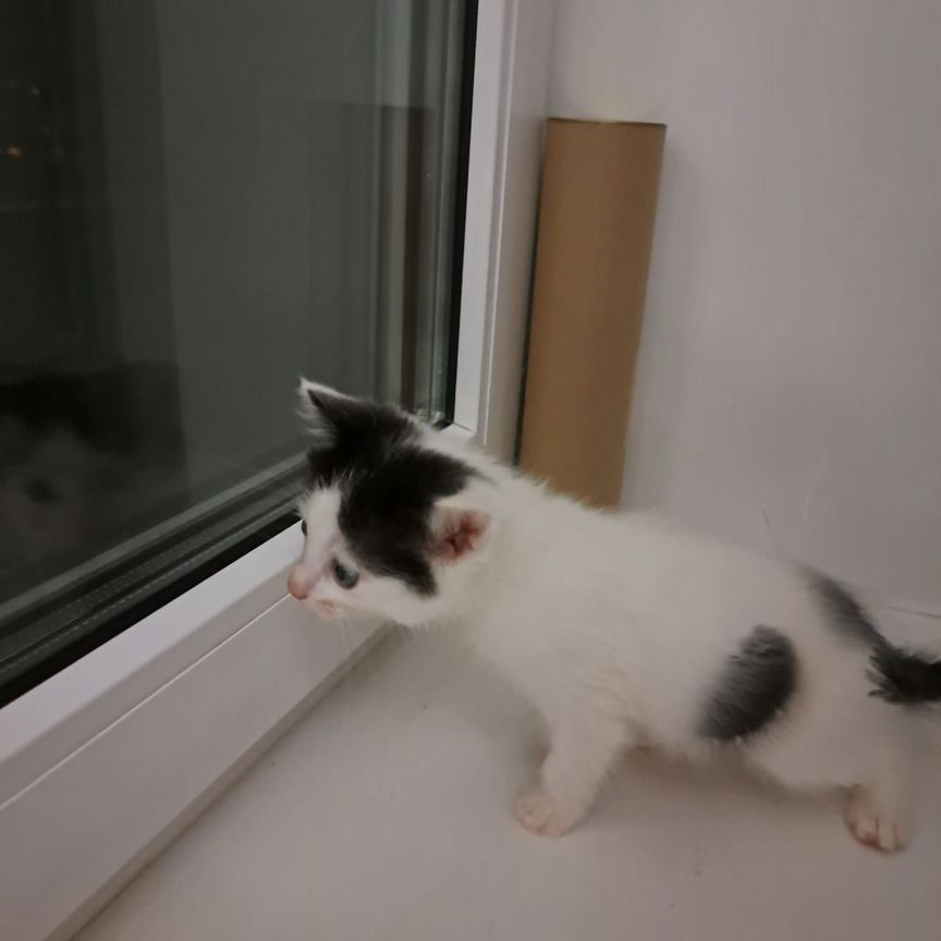 Котенок ищет дом