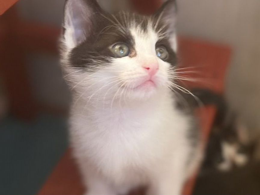 Котёнок Джеймс Бонд