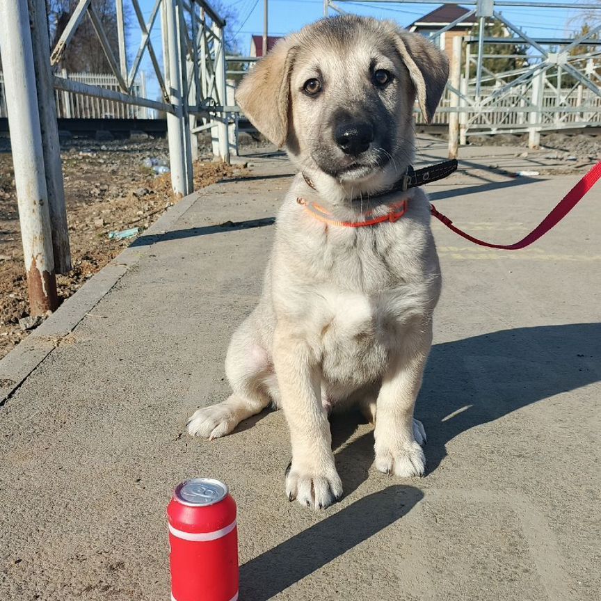 Щенок в добрые руки