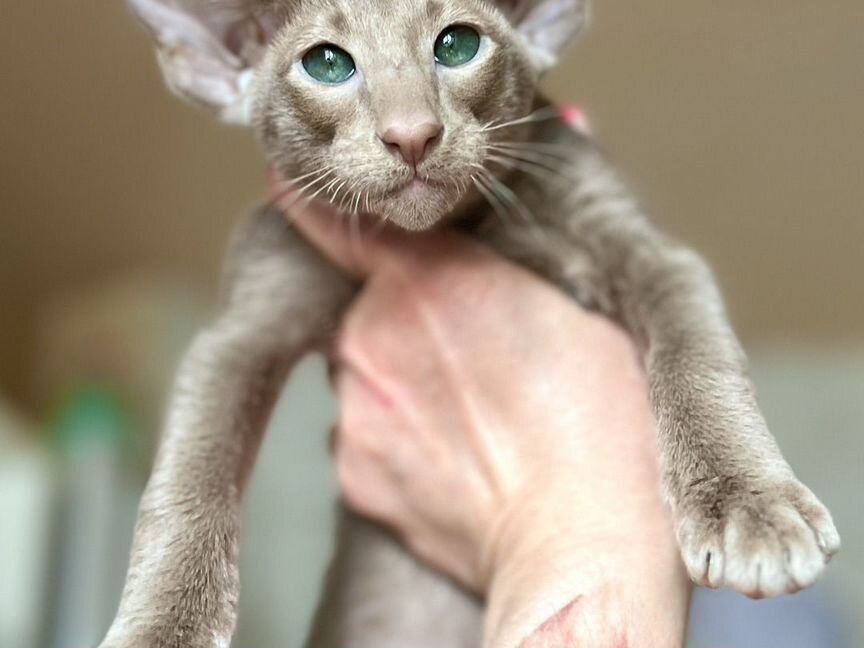 Ориентальный лиловый котенок