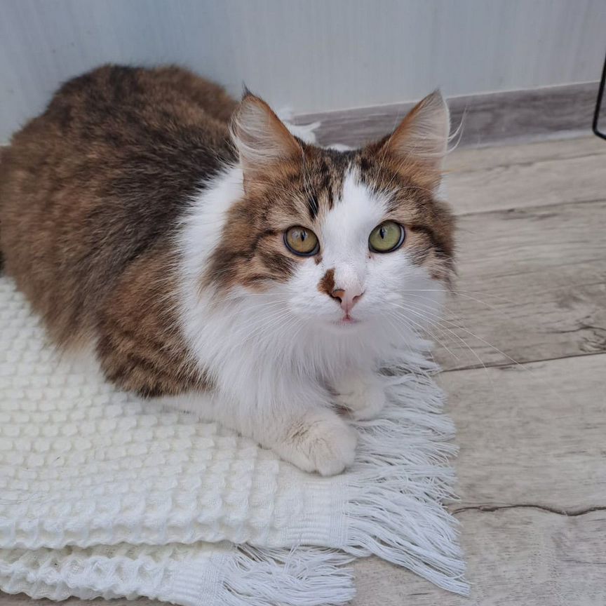 Котик в добрые руки