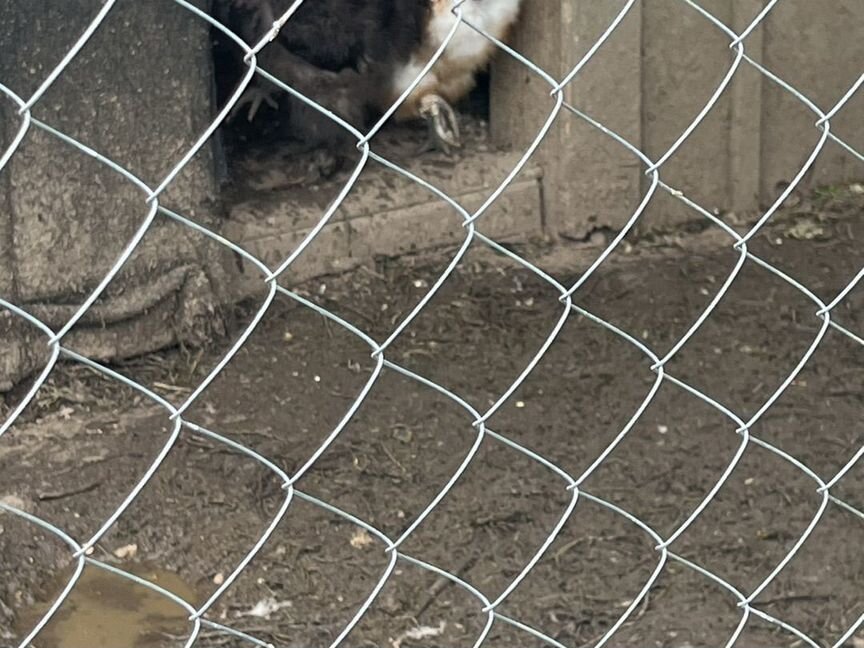 Цыпленок молодки несушки