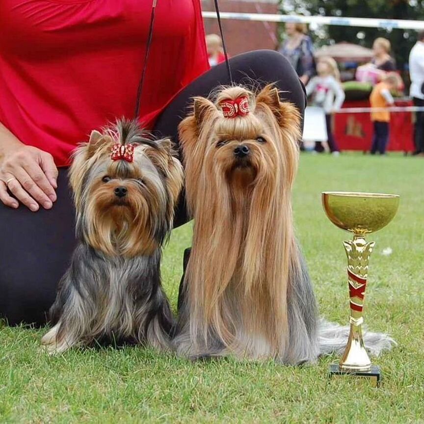 Щенок от частного владельца