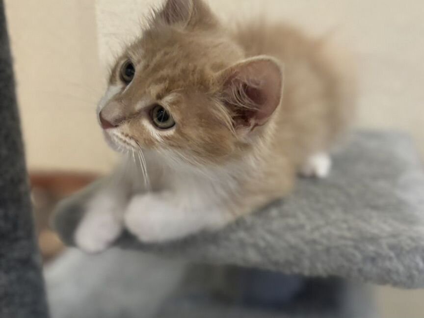 Рыжее счастье ищет дом