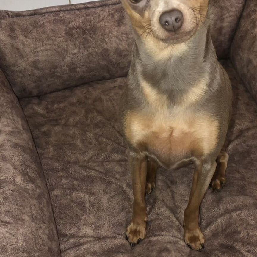 Той терьер потерялась