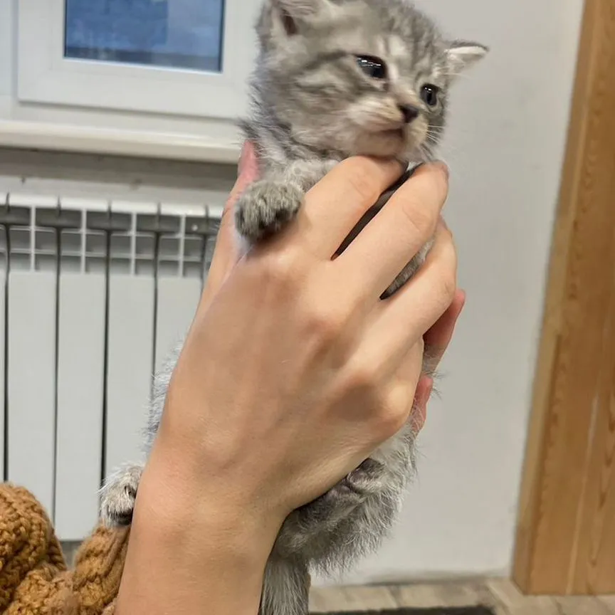 Отдам в добрые руки котят кушают сами