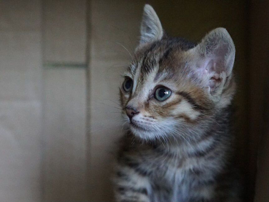 Отдам серого котенка в добрые руки