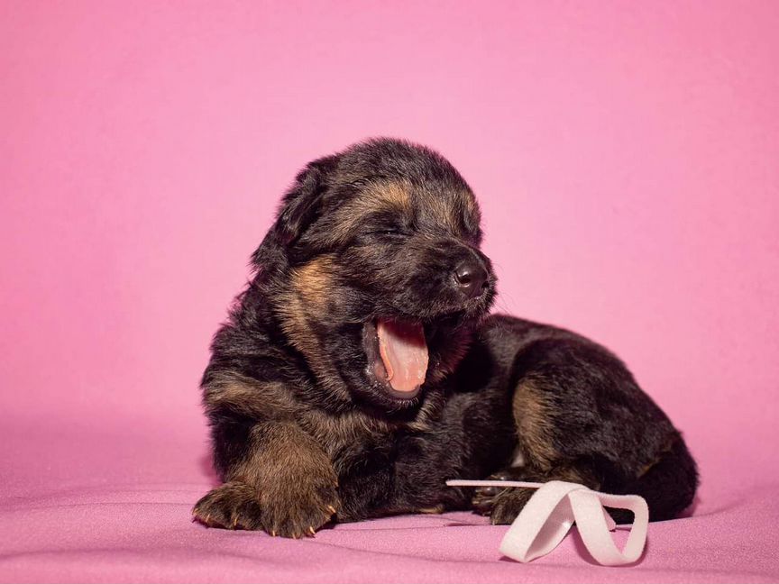 Шикарные щенки немецкой овчарки