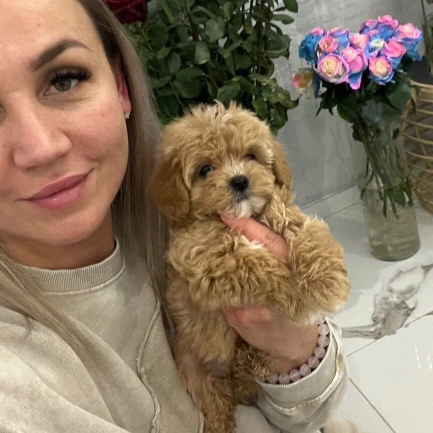 Мальтипу, щенок