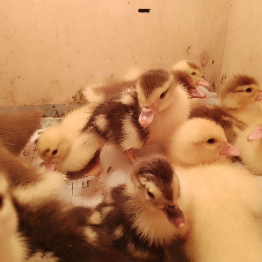 Мускусные утята индоутки